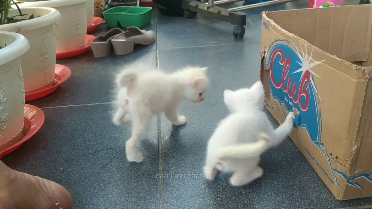 ANAK KUCING SEDANG BERMAIN|AKTIF SEKALI - YouTube