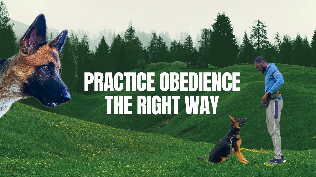 PROPER WAY TO PRACTICE OBEDIENCE WITH YOUR DOG - YouTube