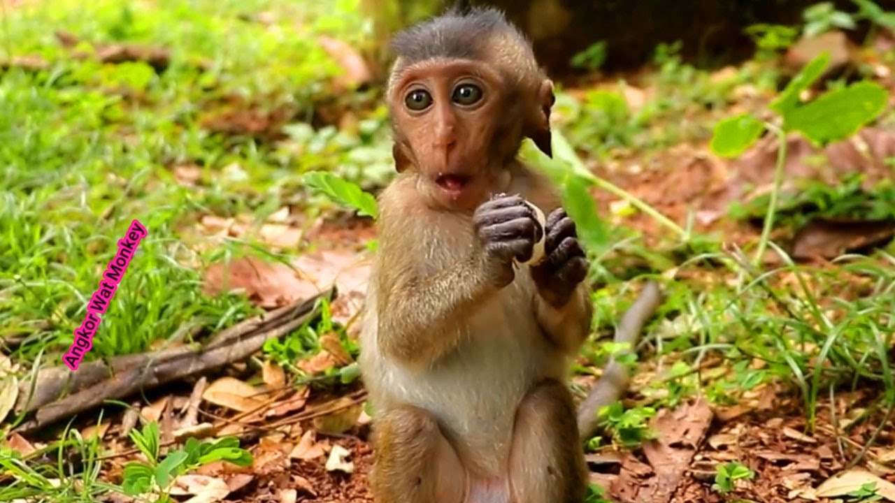 Adorable baby monkey Brutus JR eating sweet fruit - YouTube