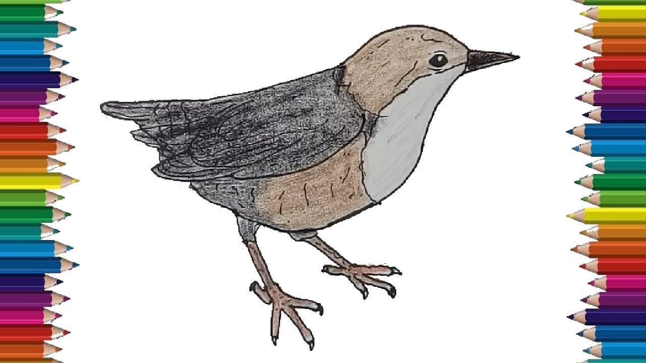 How to Draw a Dipper easy - Dipper bird drawing Step by Step - YouTube