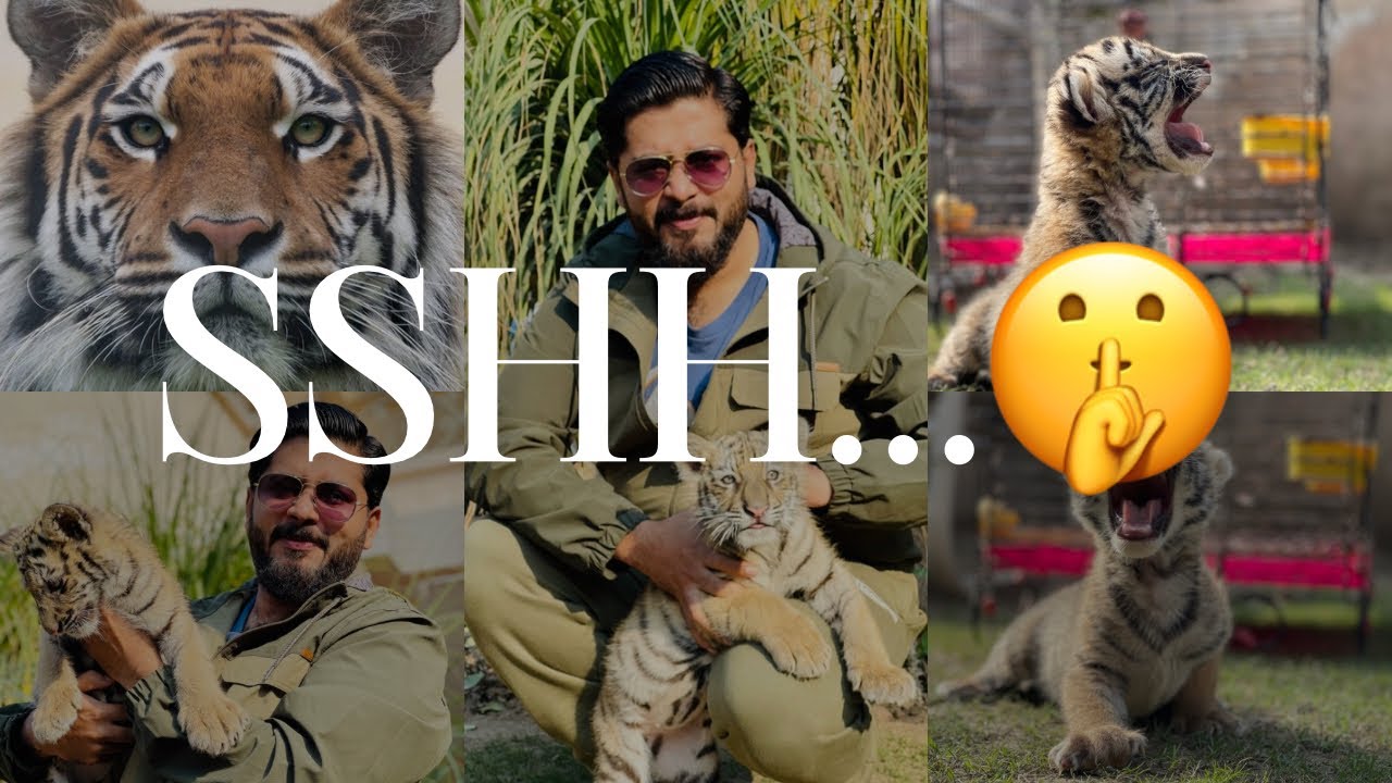 Meet BAGHEERA n MACHALI🐯 ️| tiger cubs | omer mehboob official - YouTube