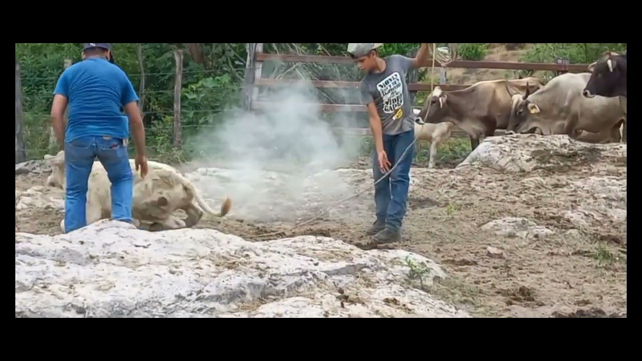 Herrando Becerros En El Rancho - YouTube