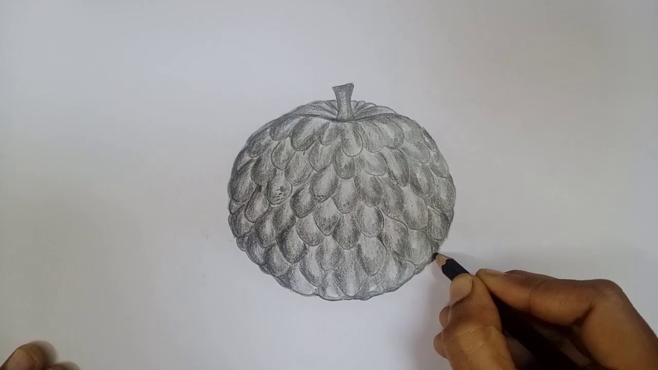 How to draw custard apple step by step//easy drawing//Vel's Art Classes ...