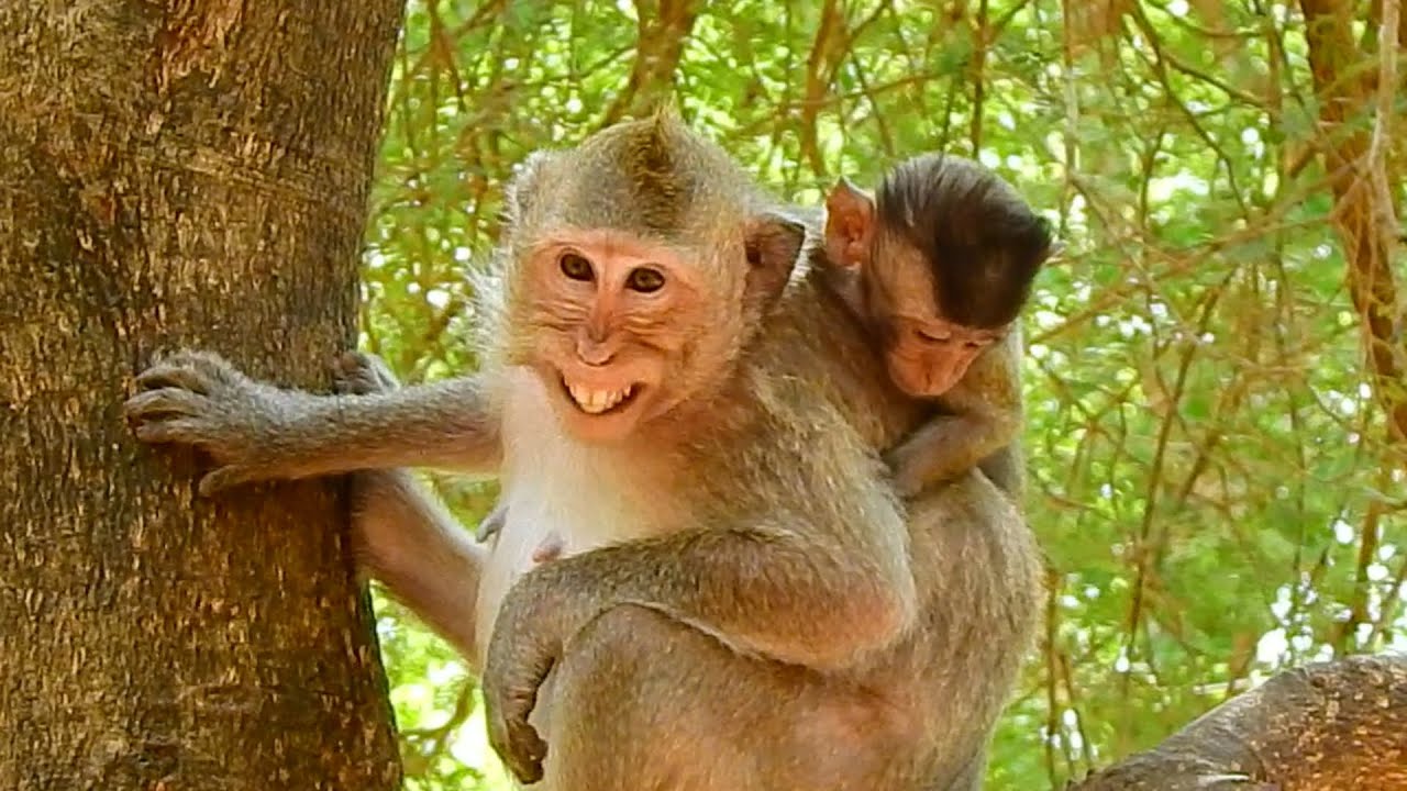 Awesome action when monkey Button brings her baby bean - YouTube