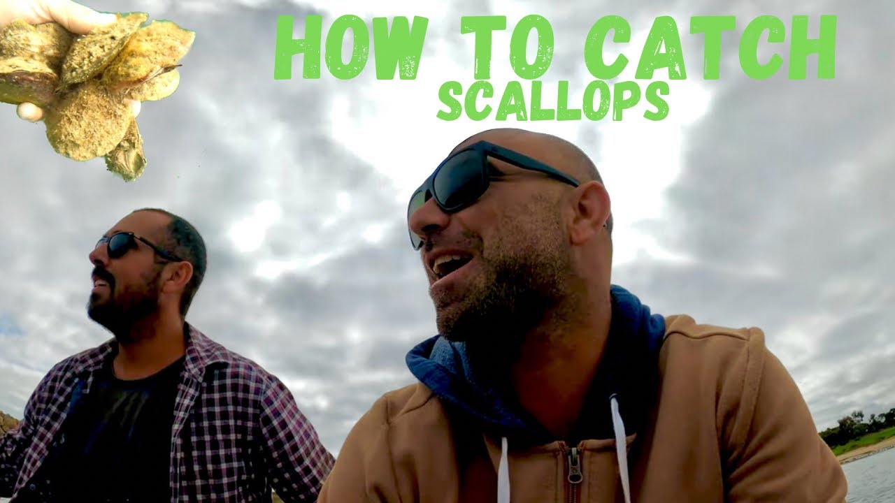 HOW TO CATCH SCALLOPS | fishing video | Macca's Adventure Time - YouTube