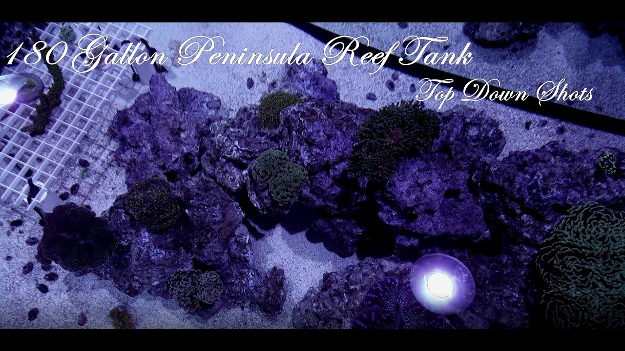 180 Gallon Peninsula Reef Tank | Top Down Shots - YouTube