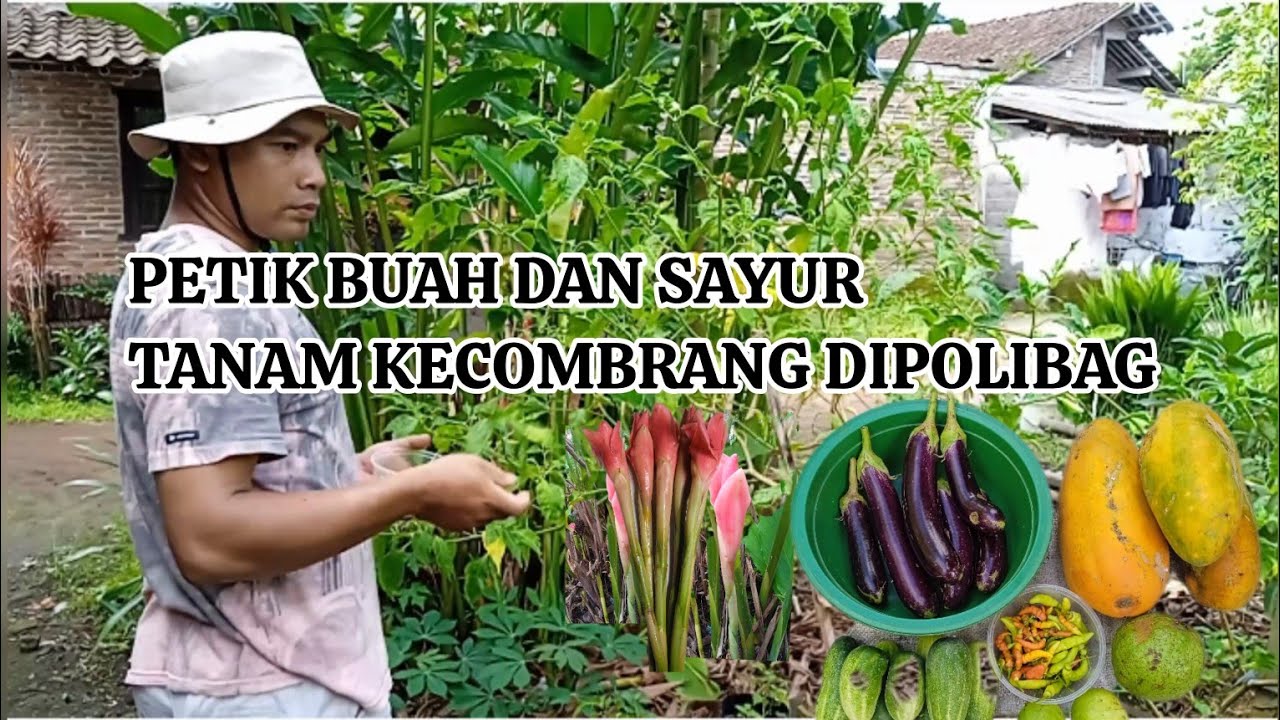 PANEN BUAH DAN SAYUR , TANAM COMBRANG DIPOLIBAG - YouTube