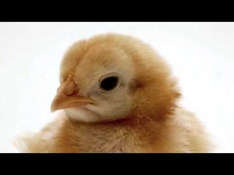 Filme Pinto e Perereca - Preserv - YouTube