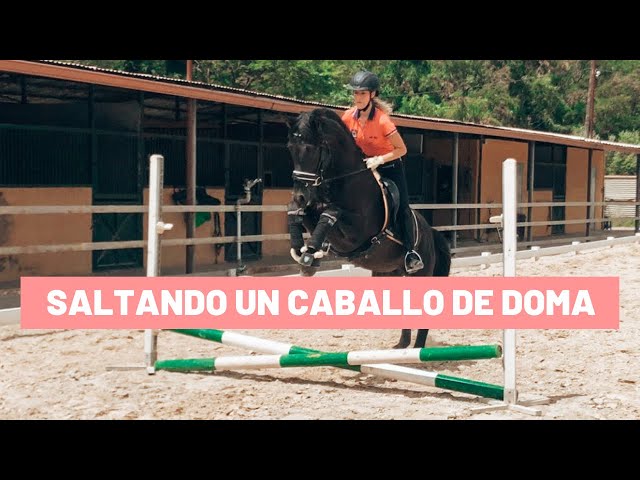 Mini Caballos Saltando Muy Alto