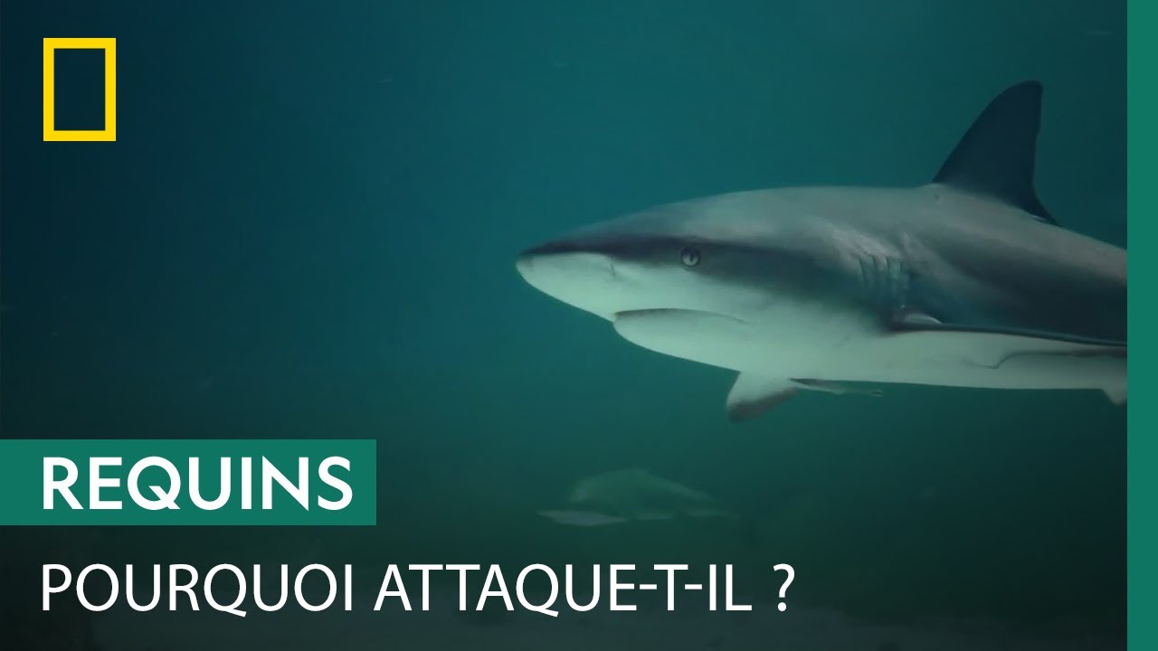 Les plaintes d'un poisson blessé suffisent-elles à attirer un requin ...