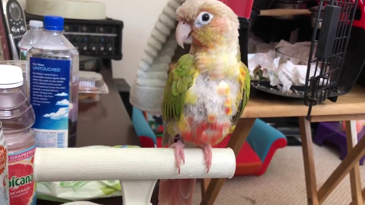 July 5, 2018 Good morning! Bird-time with Mimi & Suri, cuddles ...