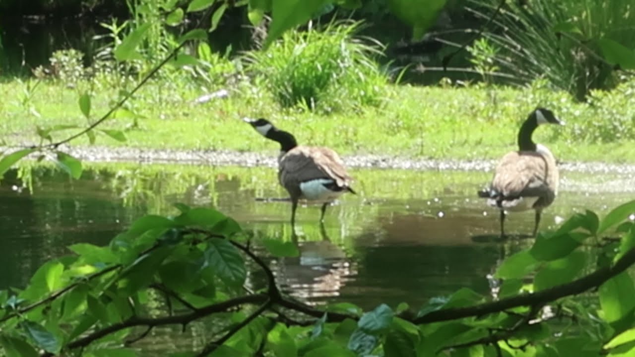 Geese and their reflection - YouTube