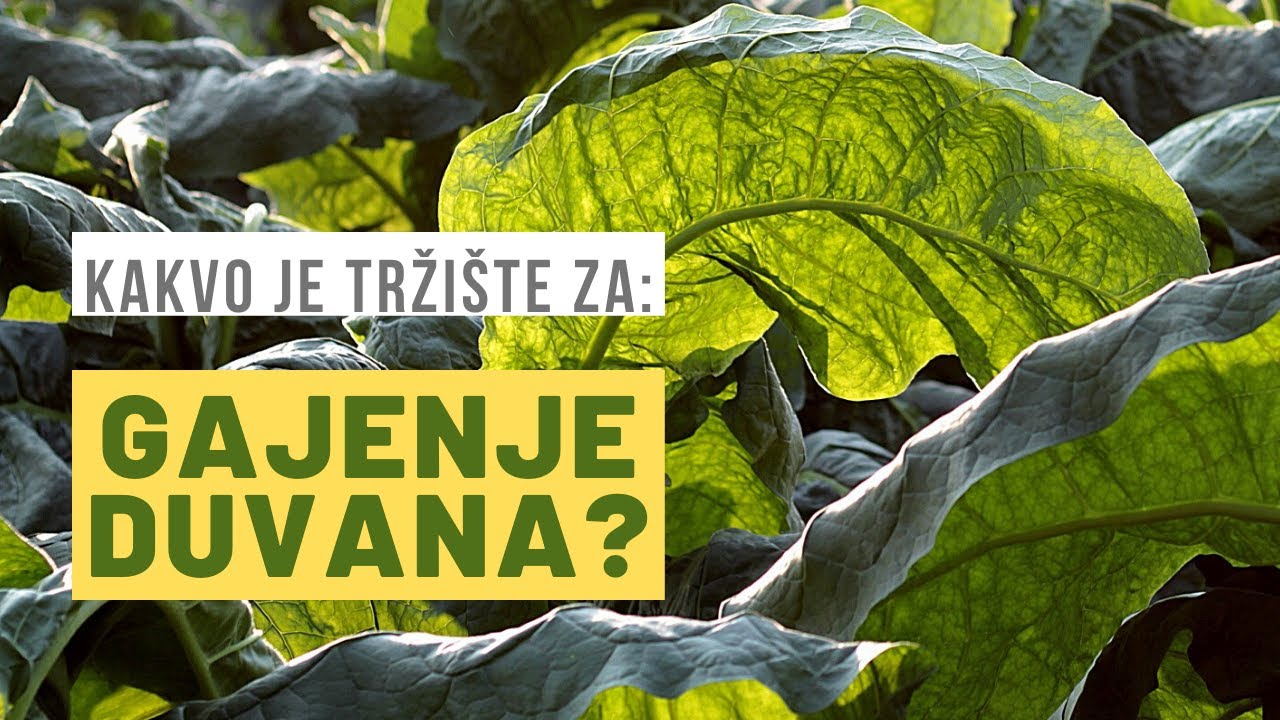 PROIZVODNJA DUVANA: Nije Jednostavna, ali Može Da se ISPLATI - YouTube