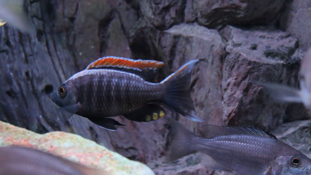 Copadichromis virginalis fire crest - YouTube