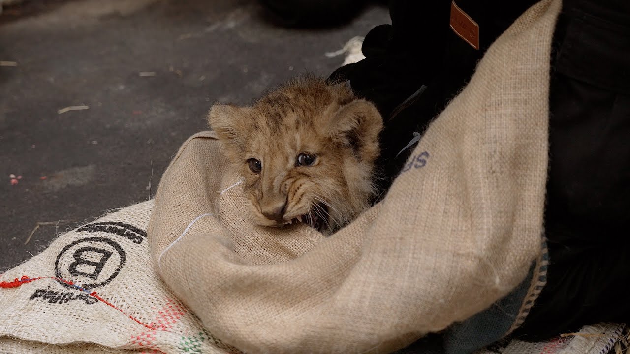 Trio of London Zoo lion cubs get first health check (c) ZSL - YouTube