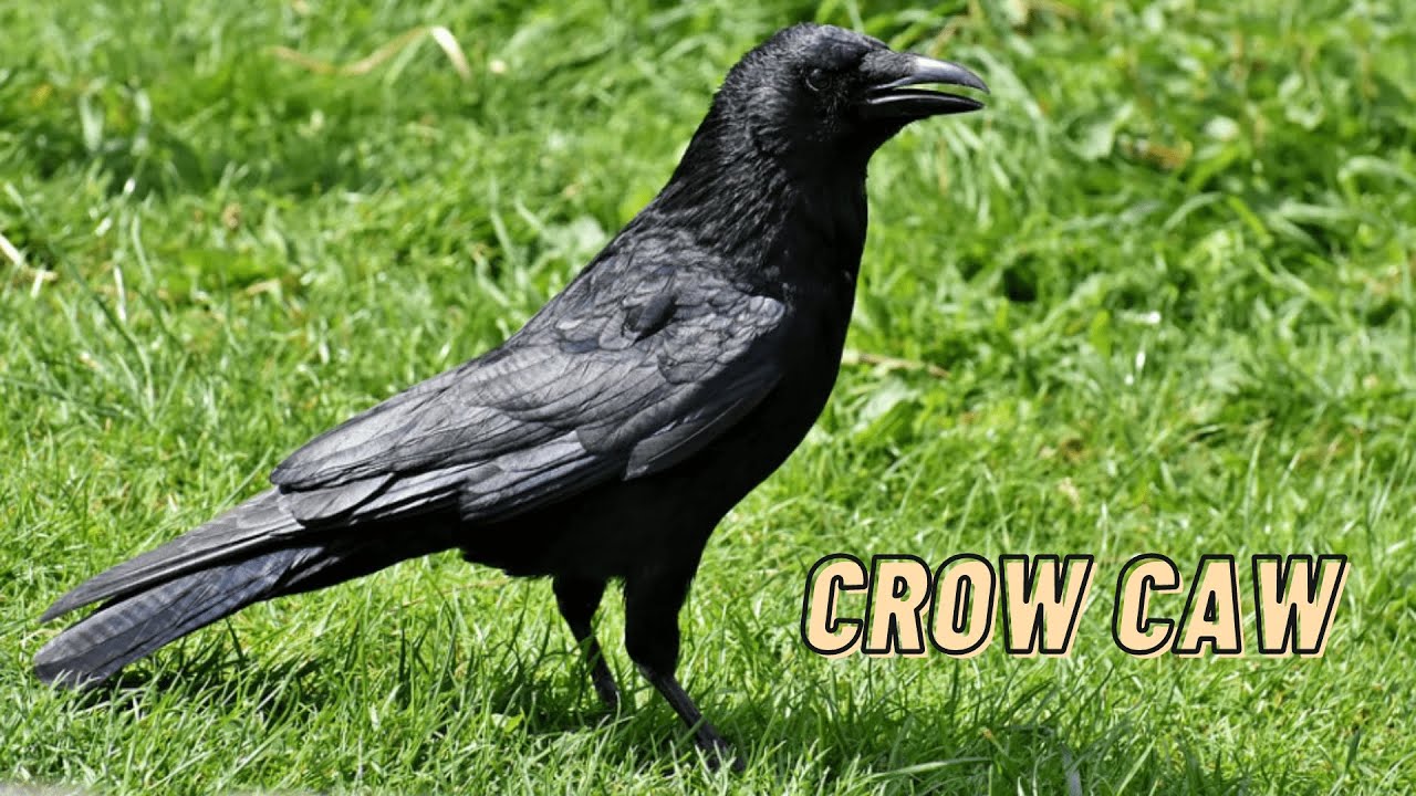 Bird Crow Feeding Sounds Effect | Crow Caw Sound By Kingdom Of Awais ...