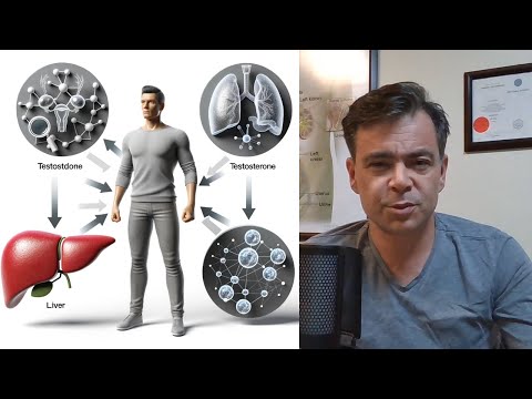 Karaciğer Yağlanması – Sertleşme Bozukluğu – Testosteron
