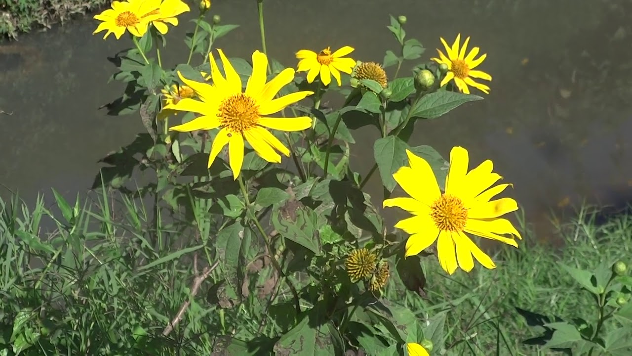 File footage - sunflowers (La Trinidad, Benguet; 11-27-2018) HD - YouTube