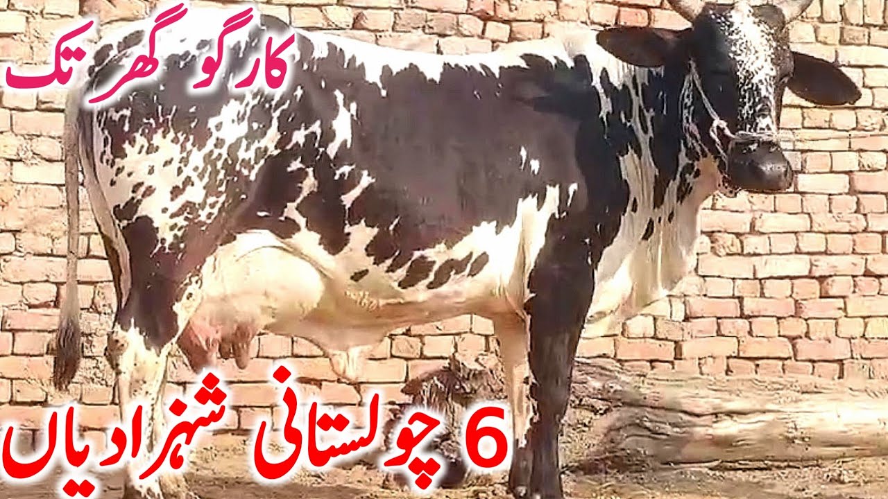 Pure Cholistani Cow | Brahmn Cross Cow | Luddan Cow Mandi || Global ...