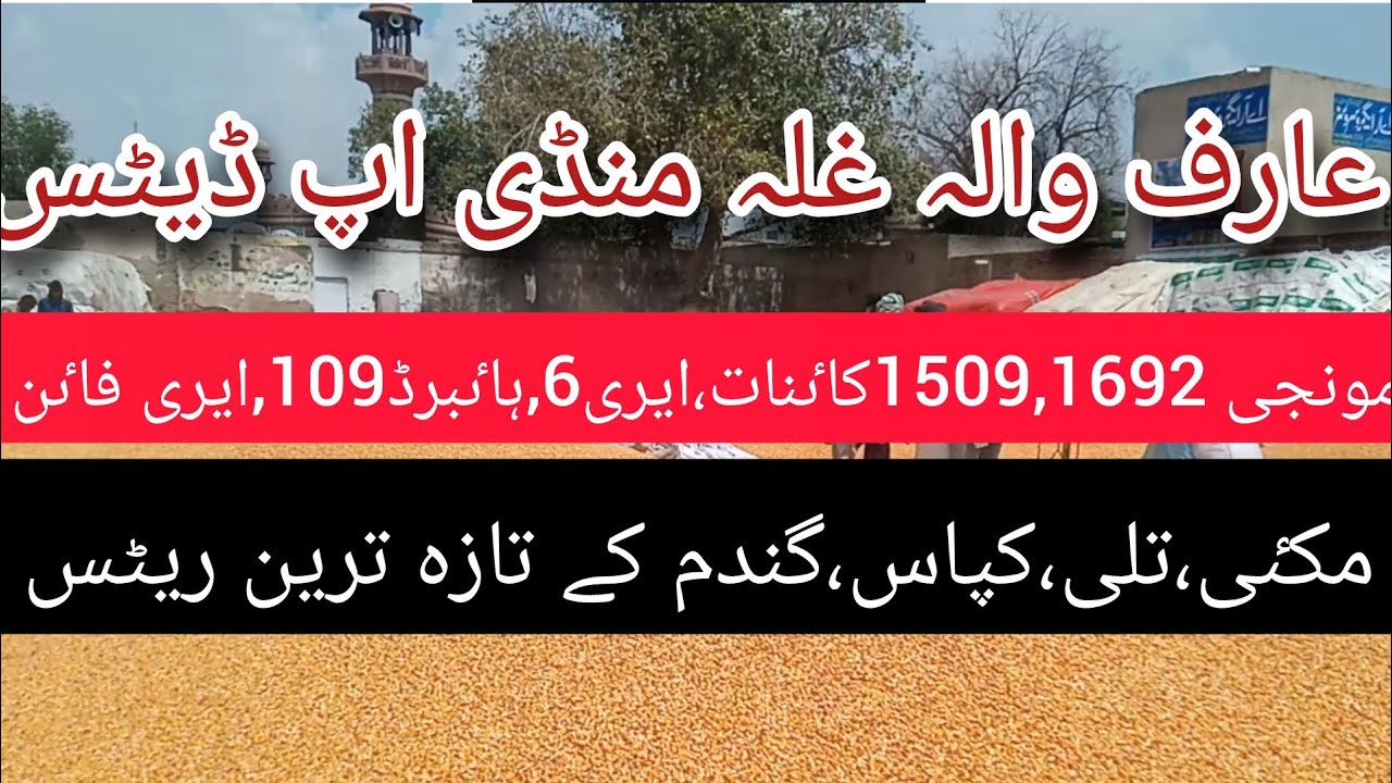Punjab pakistan grain markeet update.wheat, tilli, cotton, bajra, monji ...