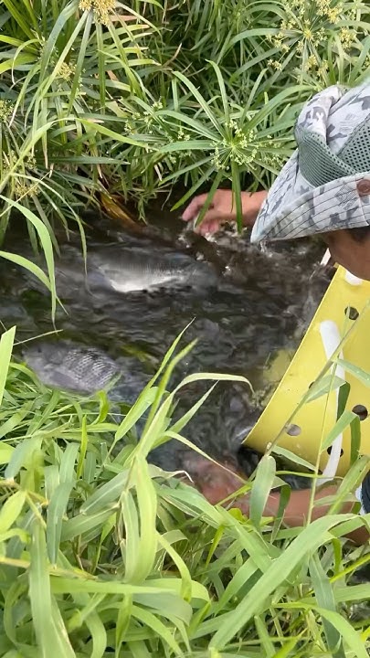 Nagsilabasan Ang mga isda sa madamong rumaragasang tubig - YouTube