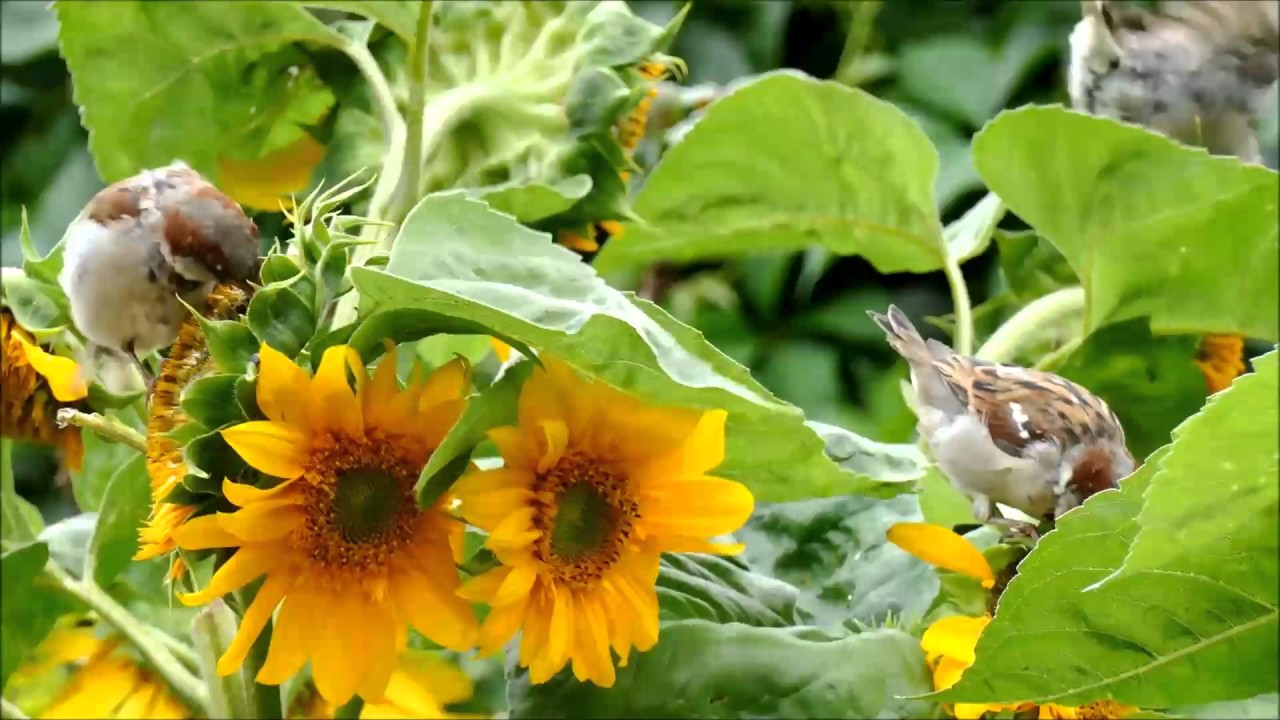 Free Creative Commons Video || Birds || Nature || Full HD - YouTube