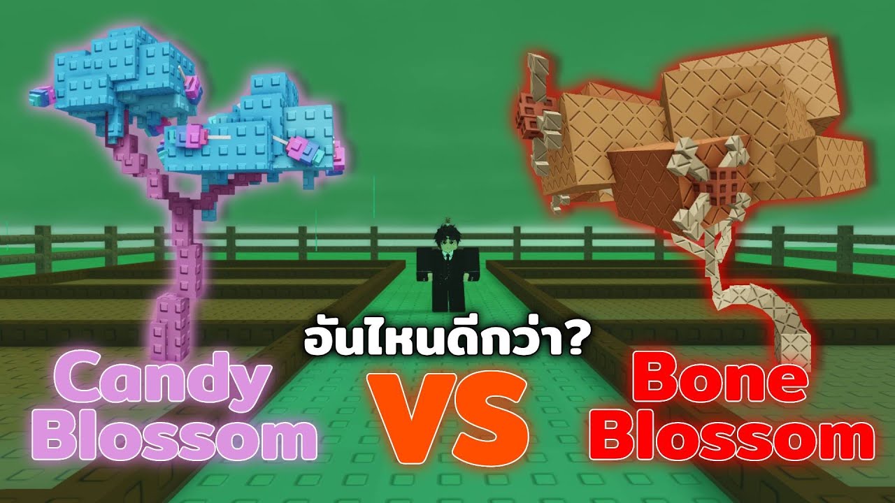 Candy Blossom กับ Bone Blossom อันไหนดีกว่า? | Roblox Grow a Garden ...