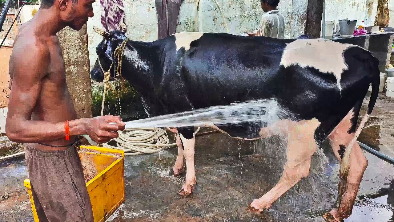 Cow Cleaning & Washing By Worker in Indian Dairy Farm | Cow Video 🐮 ...