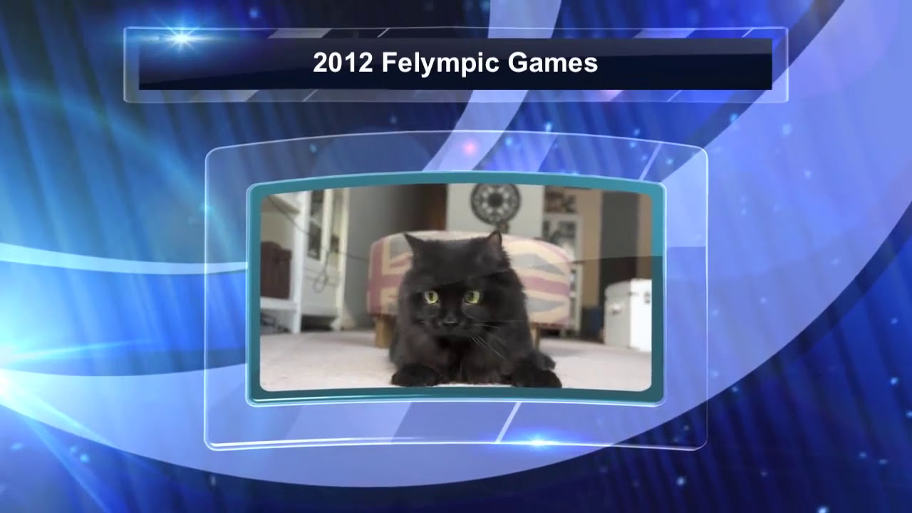 The Cat Olympics, Part 3 - YouTube