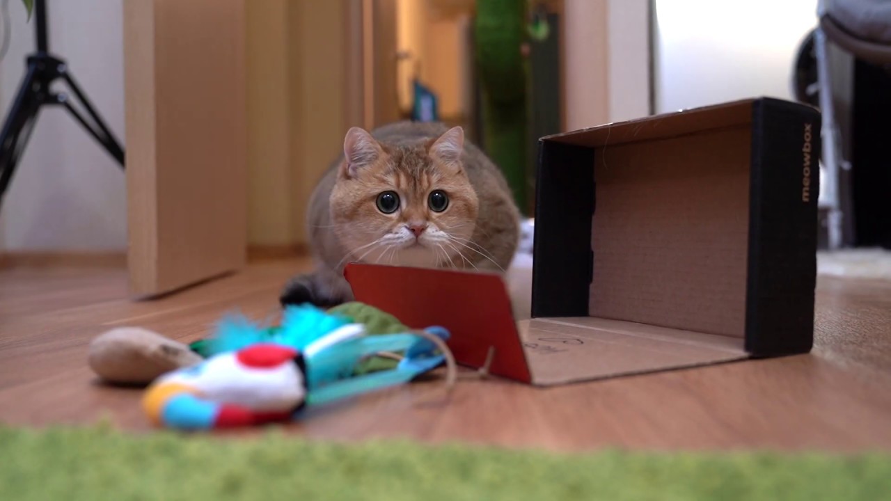 New Meow box! - YouTube