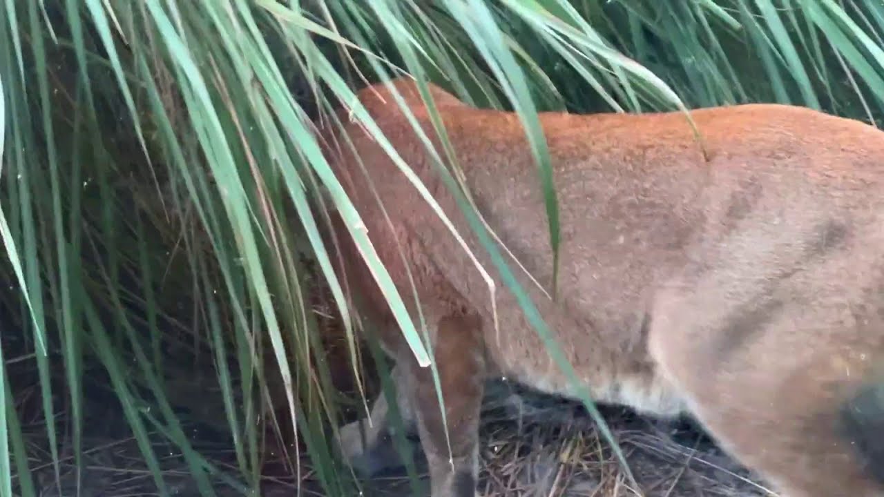 Florida Panthers capture sports world's attention, but real-life big ...