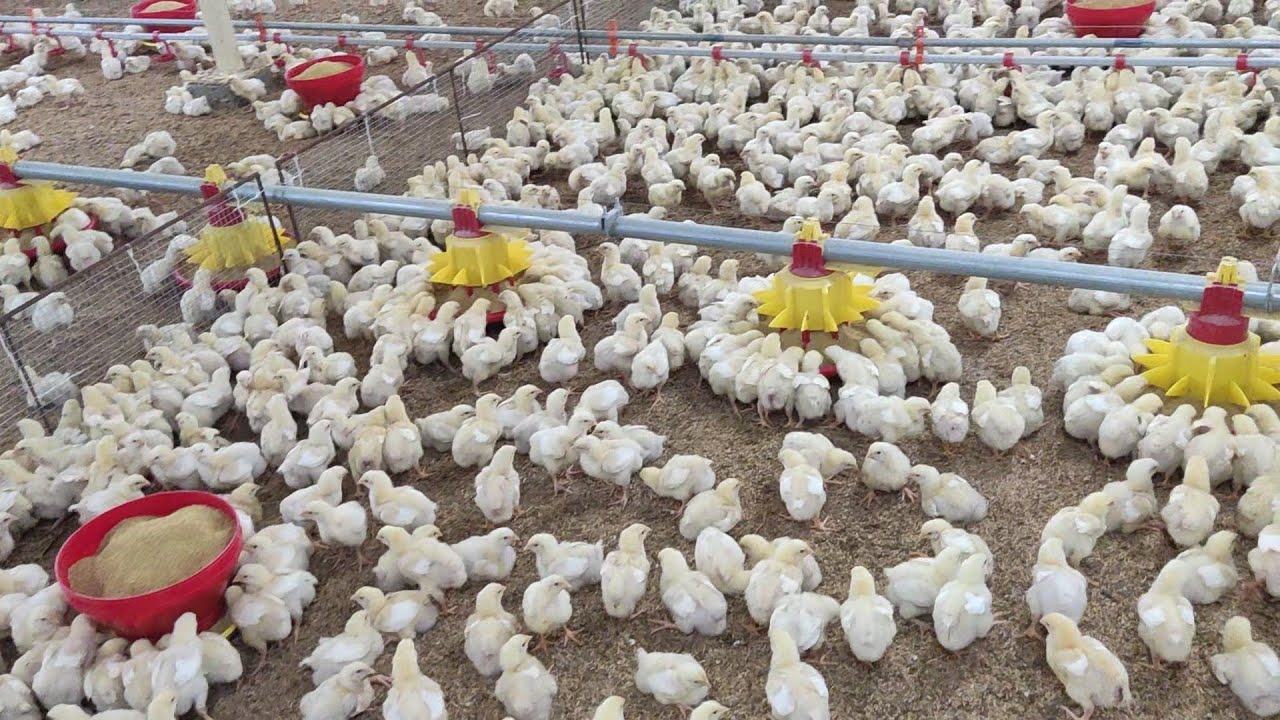 FULLY AUTOMATIC EC POULTRY FARM | EC POULTRY FARM | EC MURGI FARM | # ...