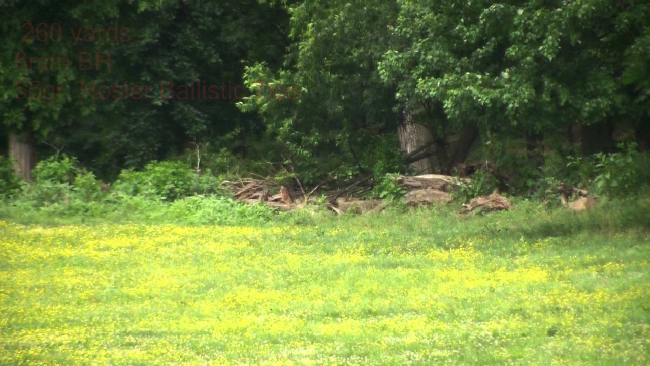 Groundhog hunting - YouTube