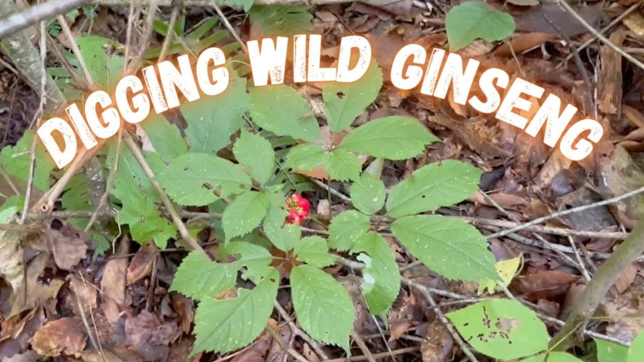 Digging Ginseng In East Tennessee - YouTube