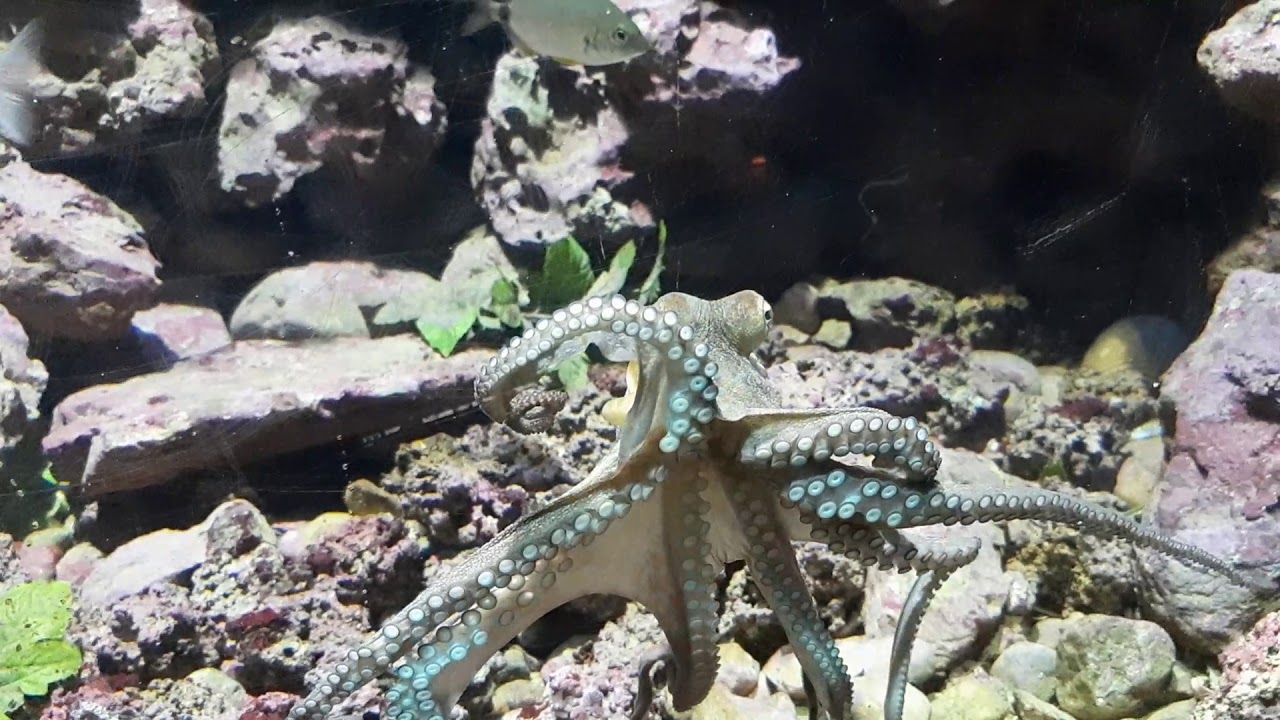 The "oxtapodi" or octopus of the Aegean Sea! - YouTube