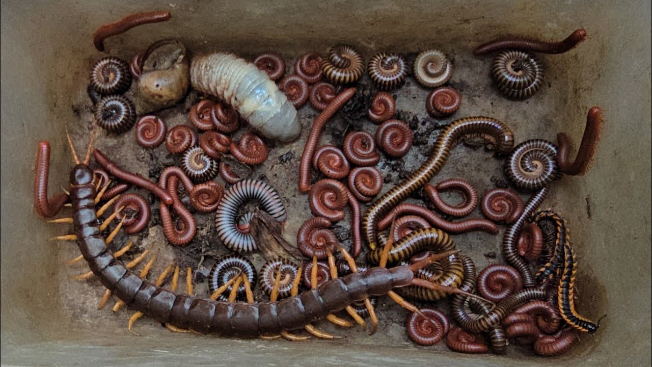 1 Big Centipede Vs 100 Small Red Millipedes Discovered In The Dark Area ...