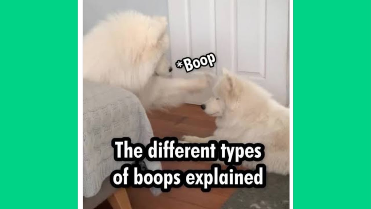 Different types of dog boops explained - YouTube