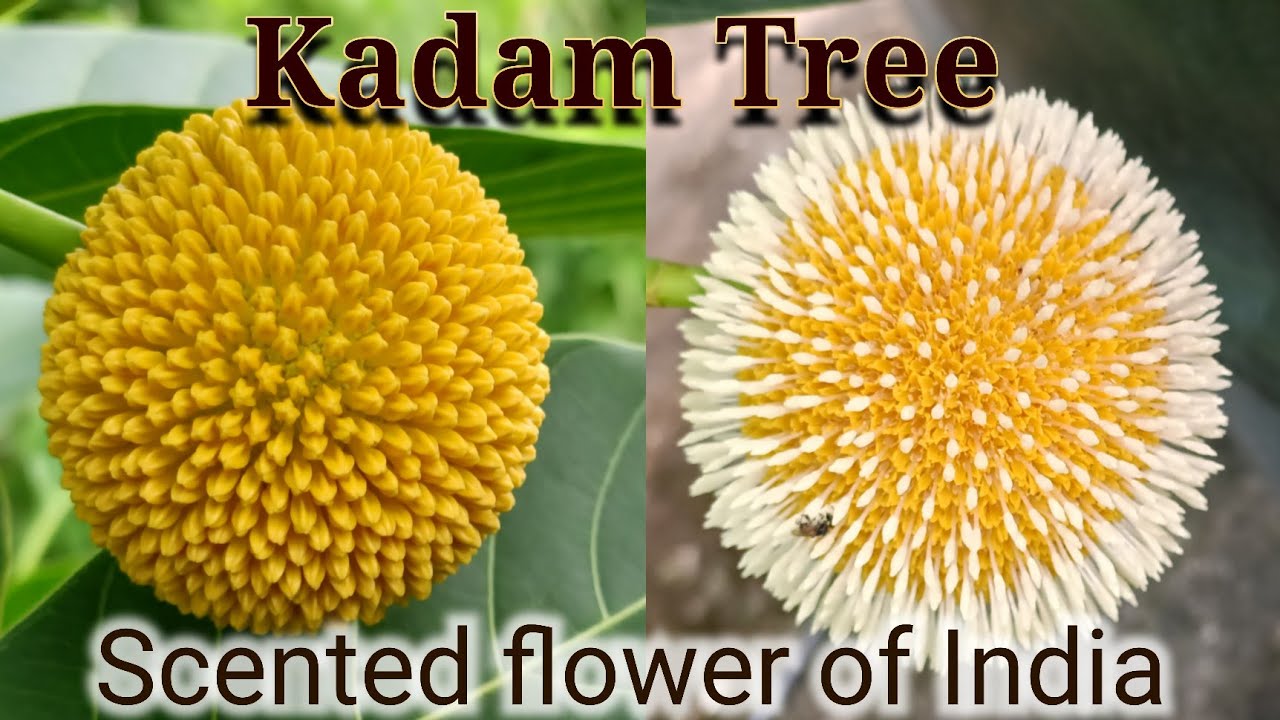Kadam tree Scented flower plant of India, कदम का पेड़ और इसके फायदे के ...