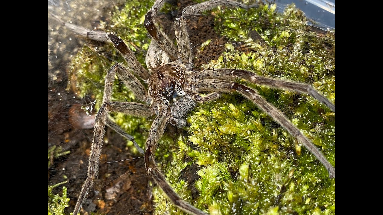 Giant Fishing Spider