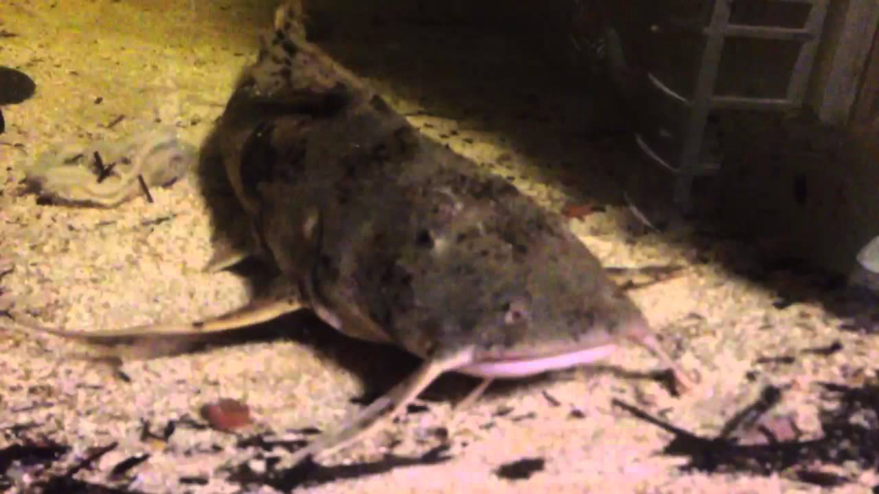 Bagarius yarelli feeding - YouTube