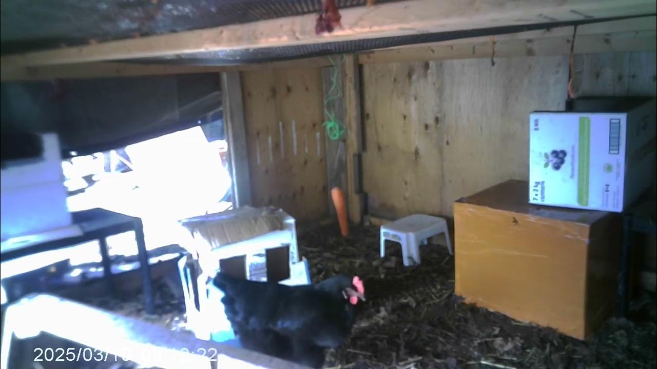 v 250310 009 v 250310 011 - YouTube