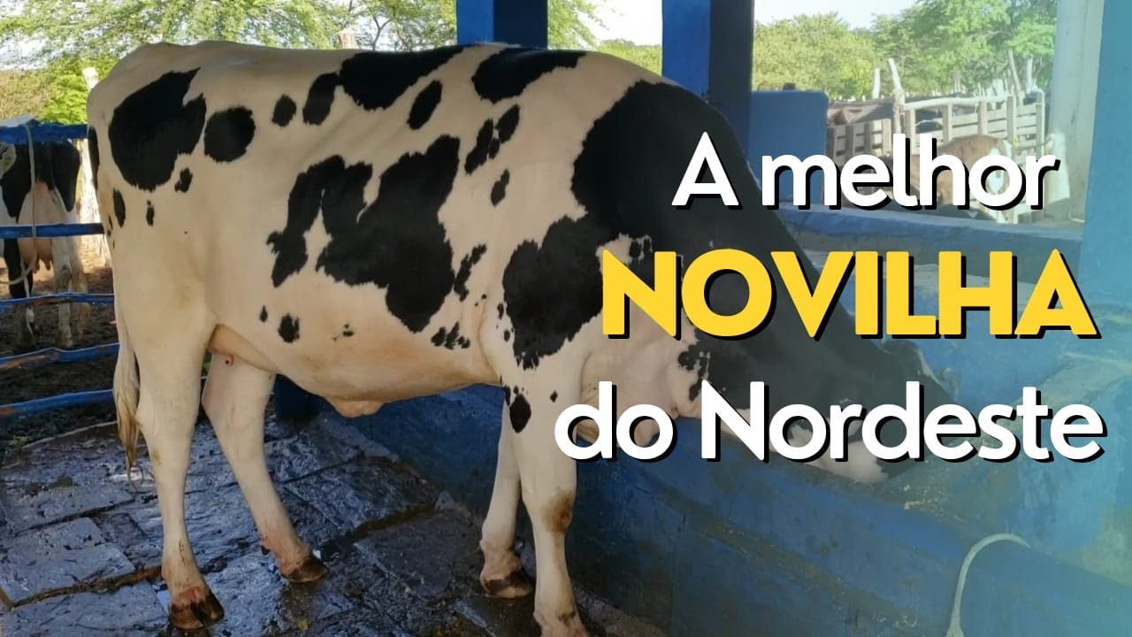 UMA NOVILHA ESPETACULAR A VENDA! - YouTube