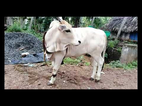 Punganur cow for sale | 9676887792 - YouTube