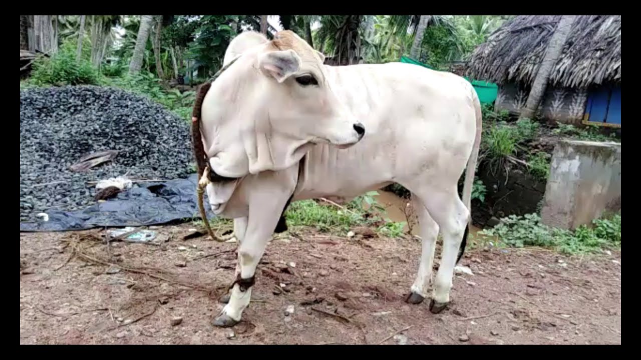 Punganur cow | 9676887792 - YouTube