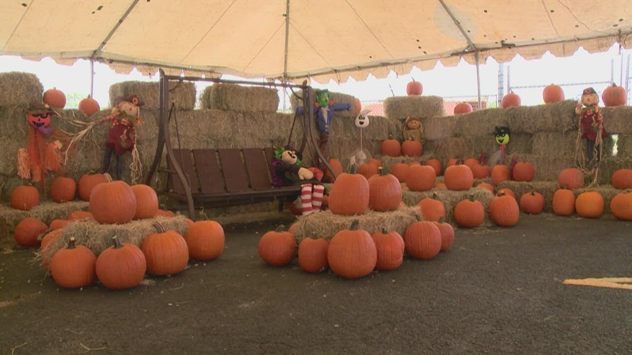 Inflation pushes pumpkin prices higher for Halloween - YouTube