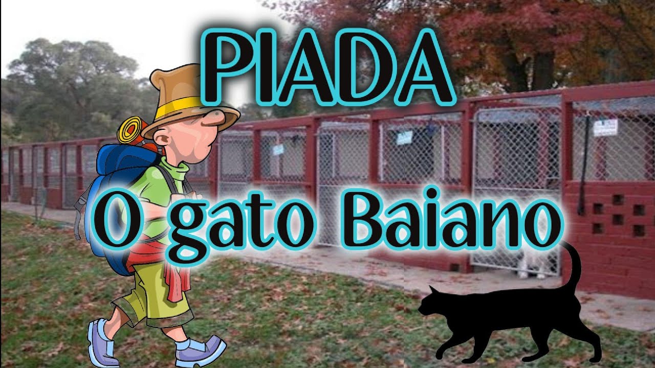 Piada O gato baiano - YouTube