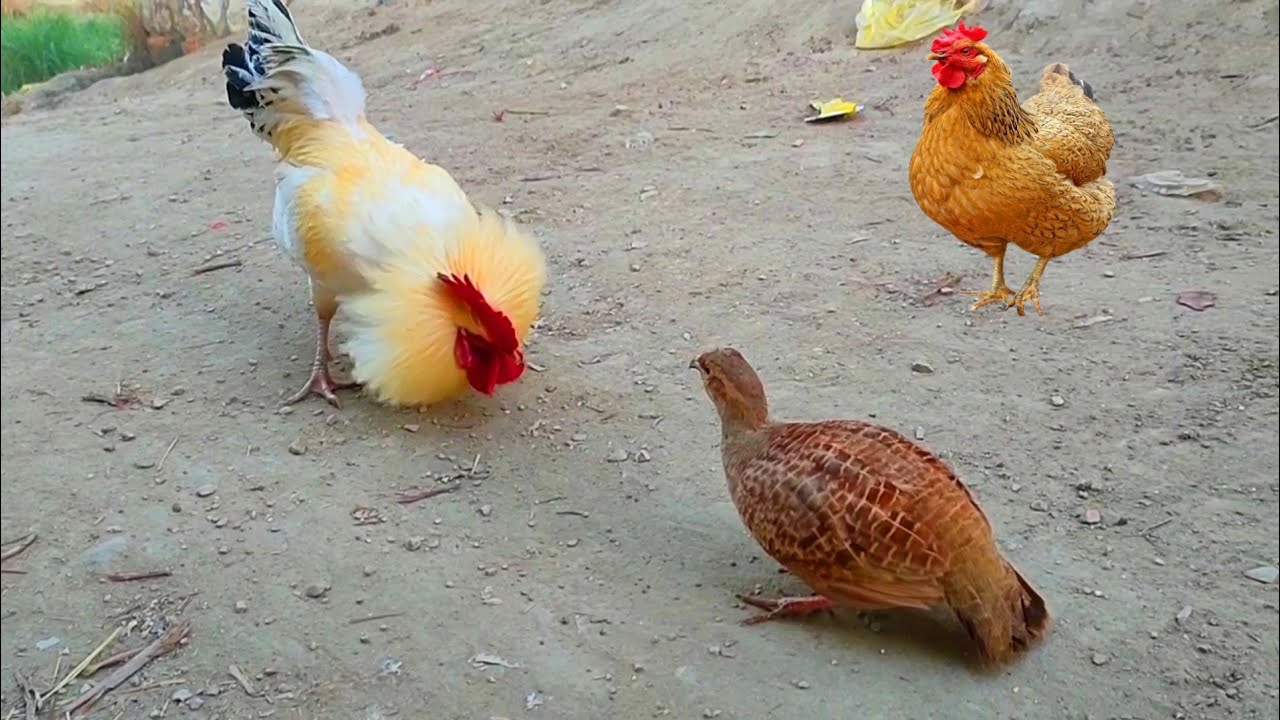 Hen And Rooster V Teetar Face to Face - Teetar Part - 10 - YouTube