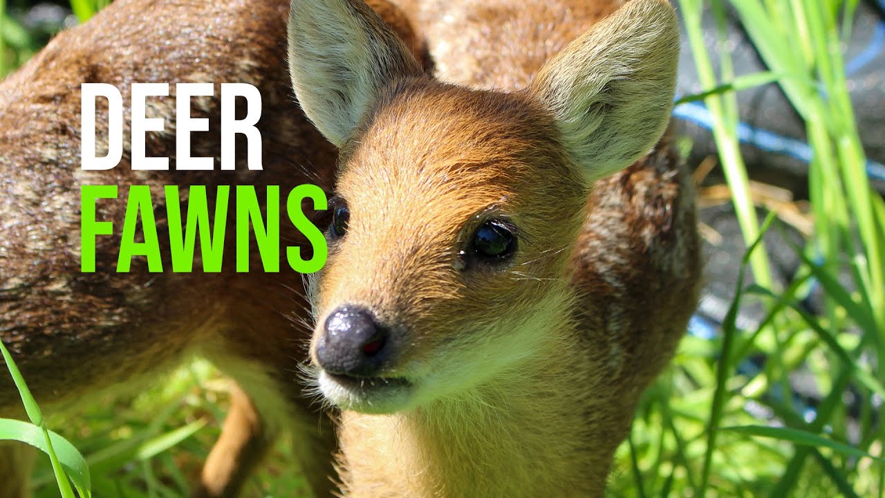 Zookeepers Fawn Over Tiny Deer - YouTube