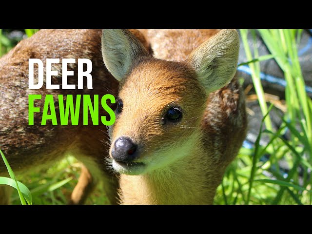 Newborn Chinese Water Deer Ivel Valley Wild Bird Food | Meet Our