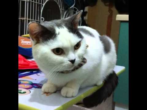 #cat #cats #cute #animal #animals #adorable #adorable_animals #neko #katze #kitty #katzen #kittyca